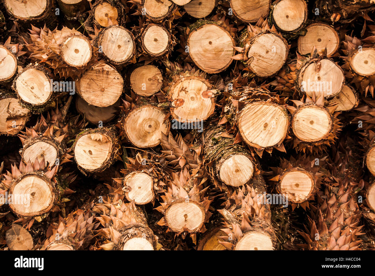 Cut wooden hi-res stock photography and images - Alamy