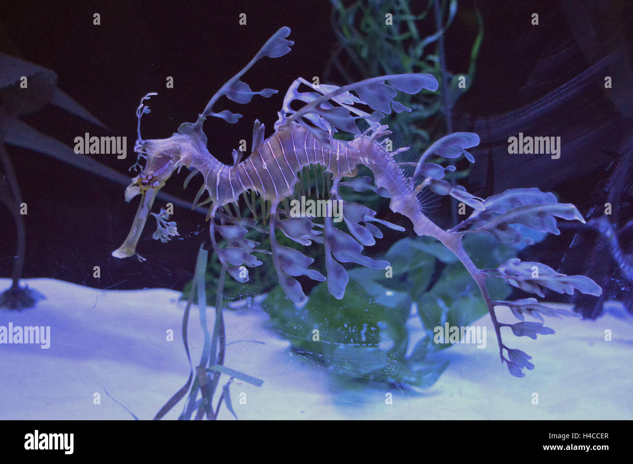 Dragon tank hi-res stock photography and images - Alamy