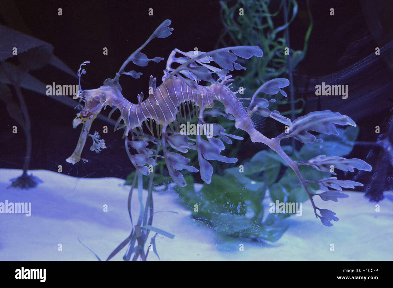 Marine dragon hi-res stock photography and images - Alamy