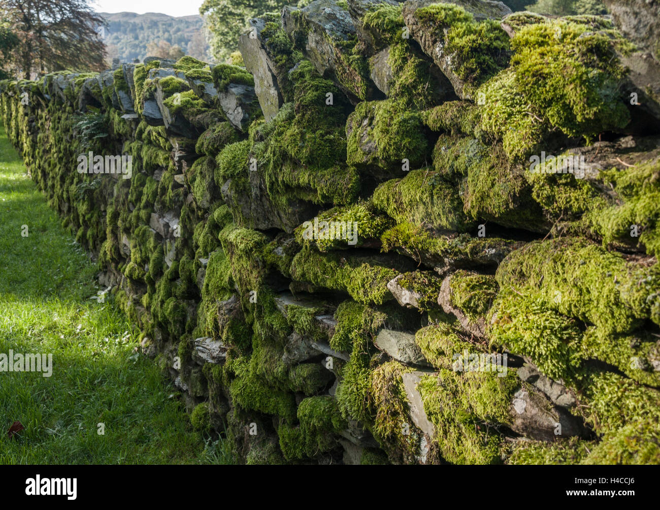 A close up of a stone wall covered in moss Stock Photo - Alamy