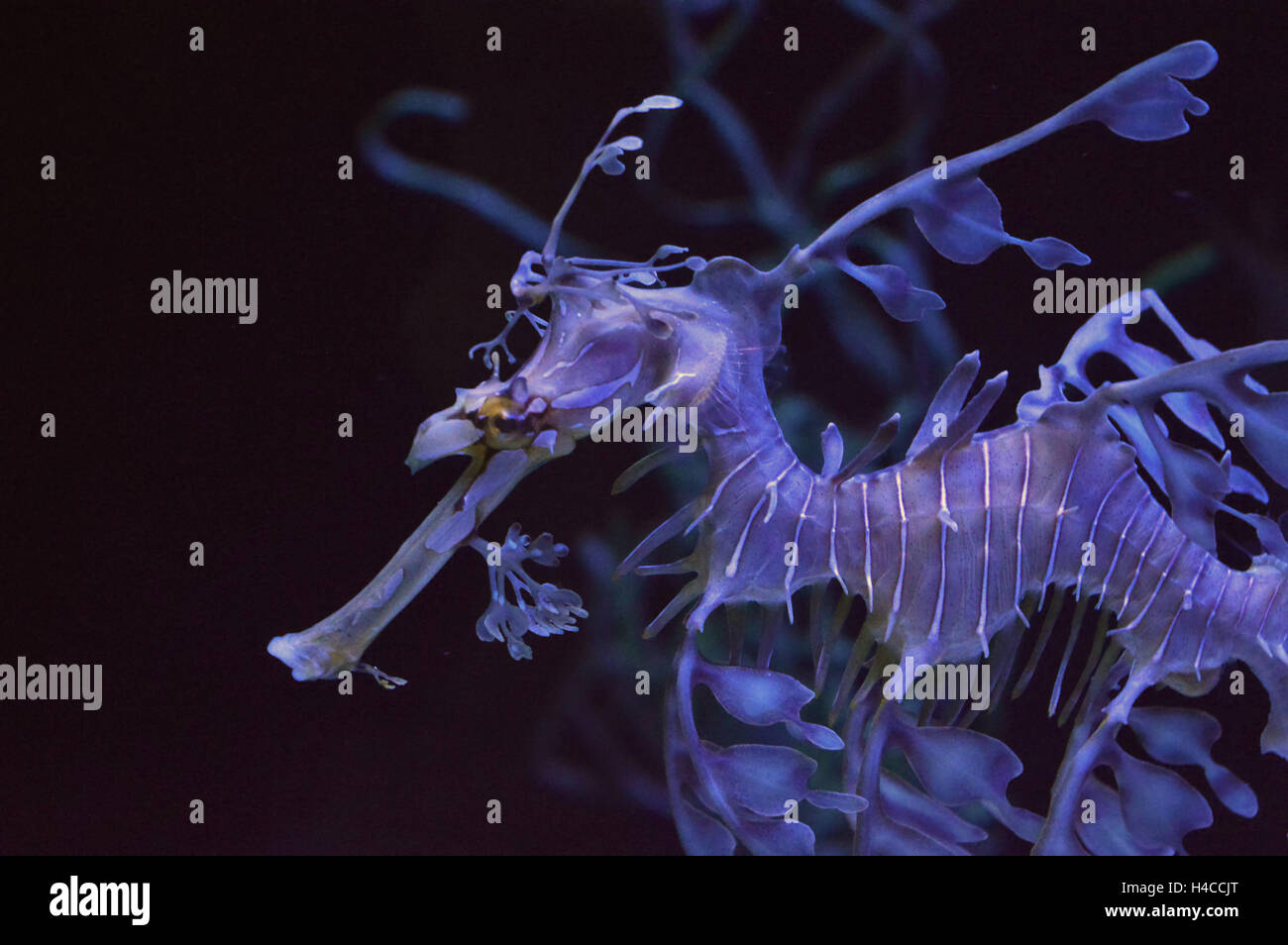 Leafy sea dragon hi-res stock photography and images - Alamy