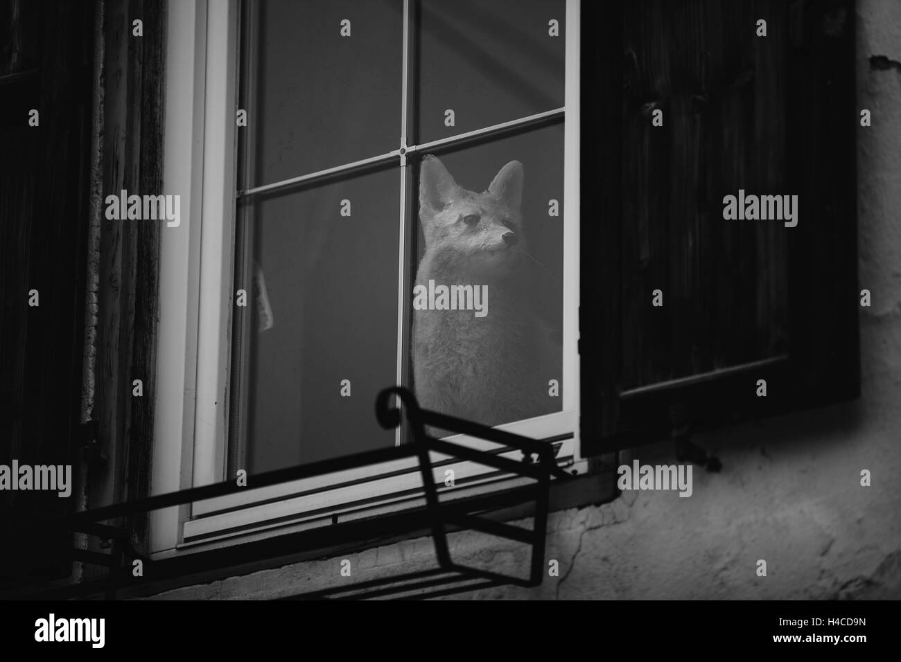 stuffed fox in the window Stock Photo - Alamy