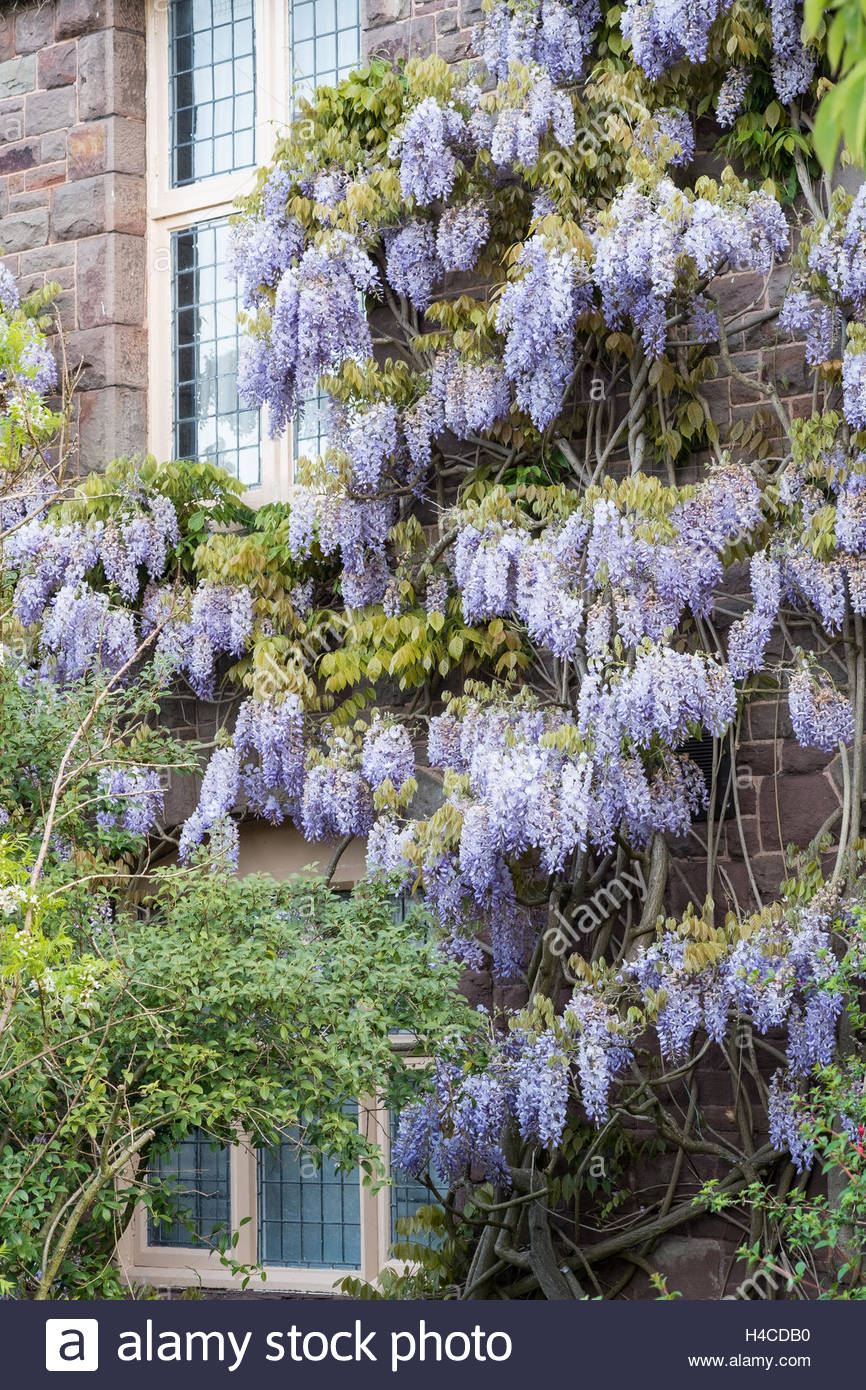 Wisteria Climbing Garden Wall Stock Photos & Wisteria Climbing Garden ...