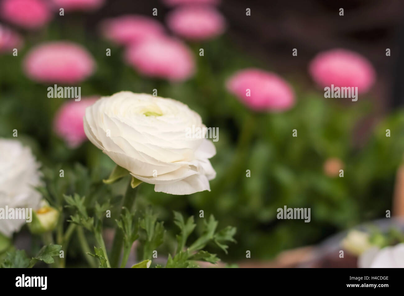 White ranunculus, close-up, in the background pink Bellis Stock Photo ...