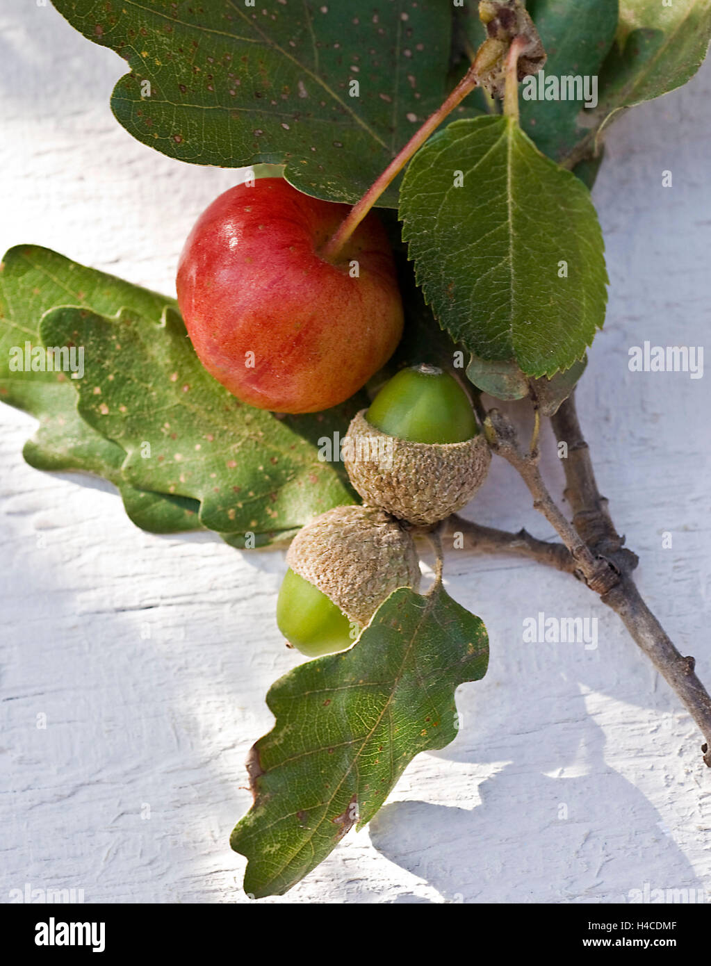 Forks, acorns and ornamental apple Stock Photo - Alamy