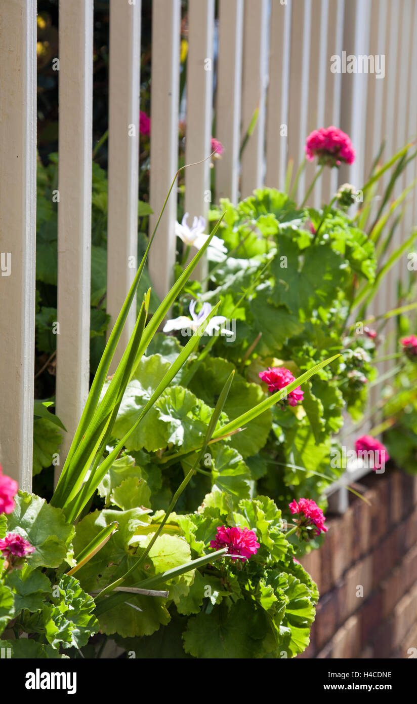 Geranium and border hi-res stock photography and images - Alamy