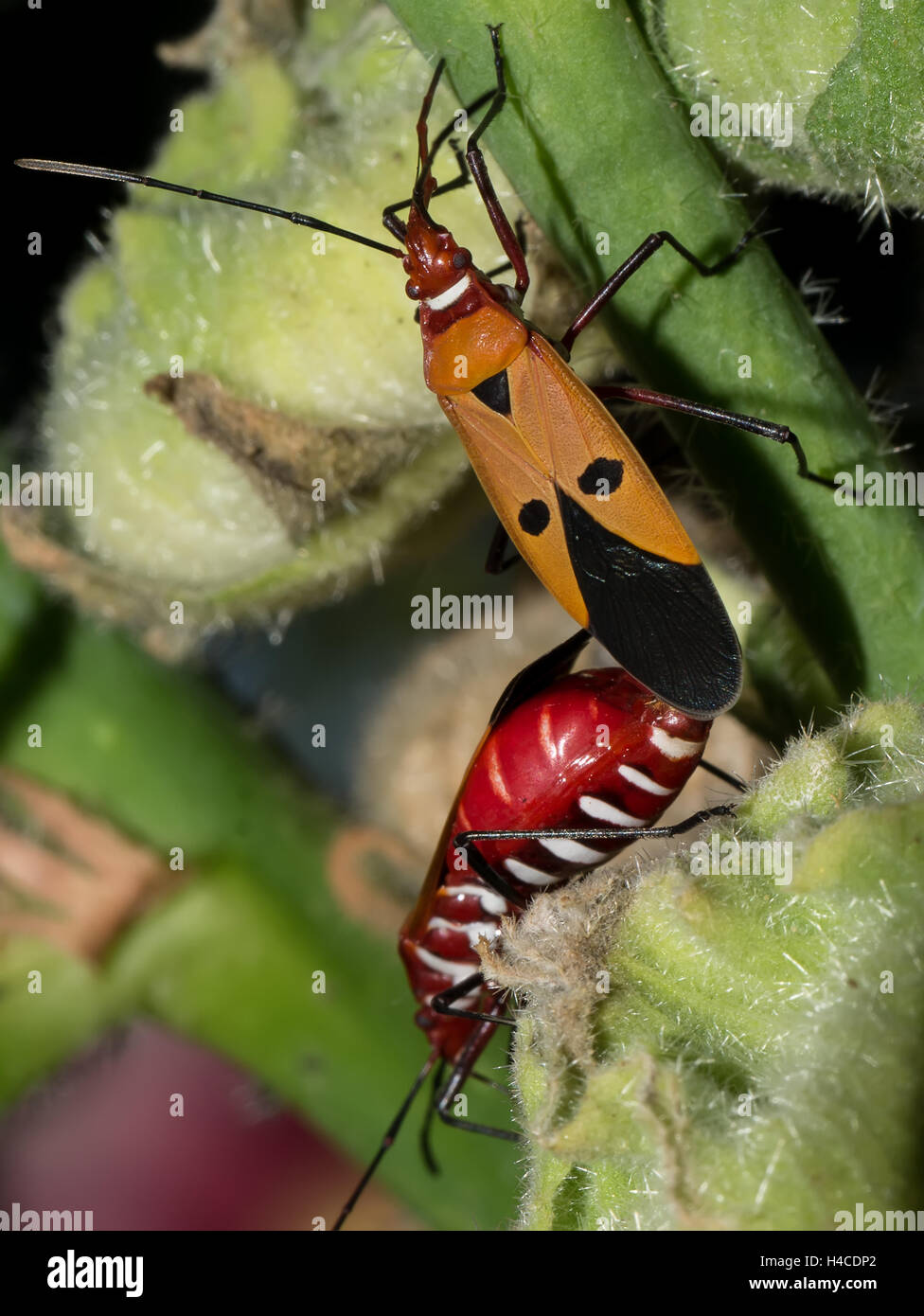 Picture of Couple Beetle Mating Stock Photo - Alamy