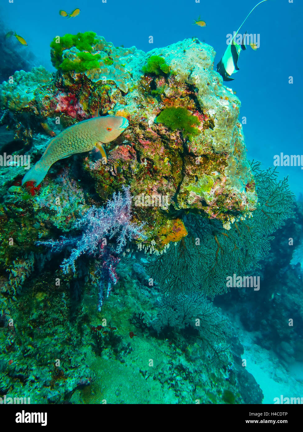 Underwater picture of Parrot fish and coral reef in Similan Island ...