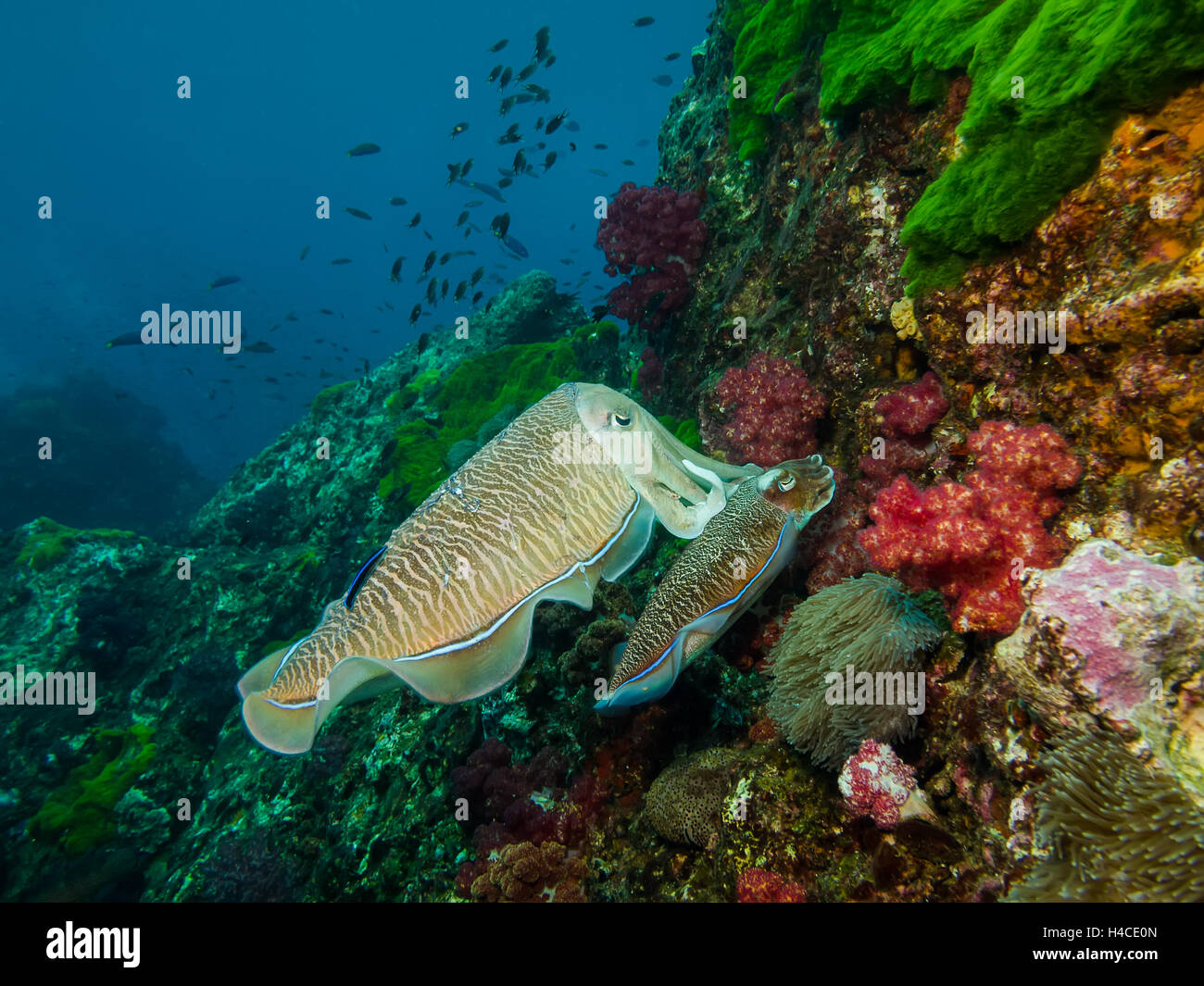 Underwater picture of Couple Cuttlefish Mating Stock Photo - Alamy