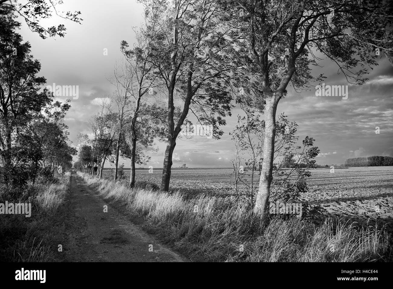 Harlesiel, country lane, field, wind dodger, East Frisia, the North Sea ...