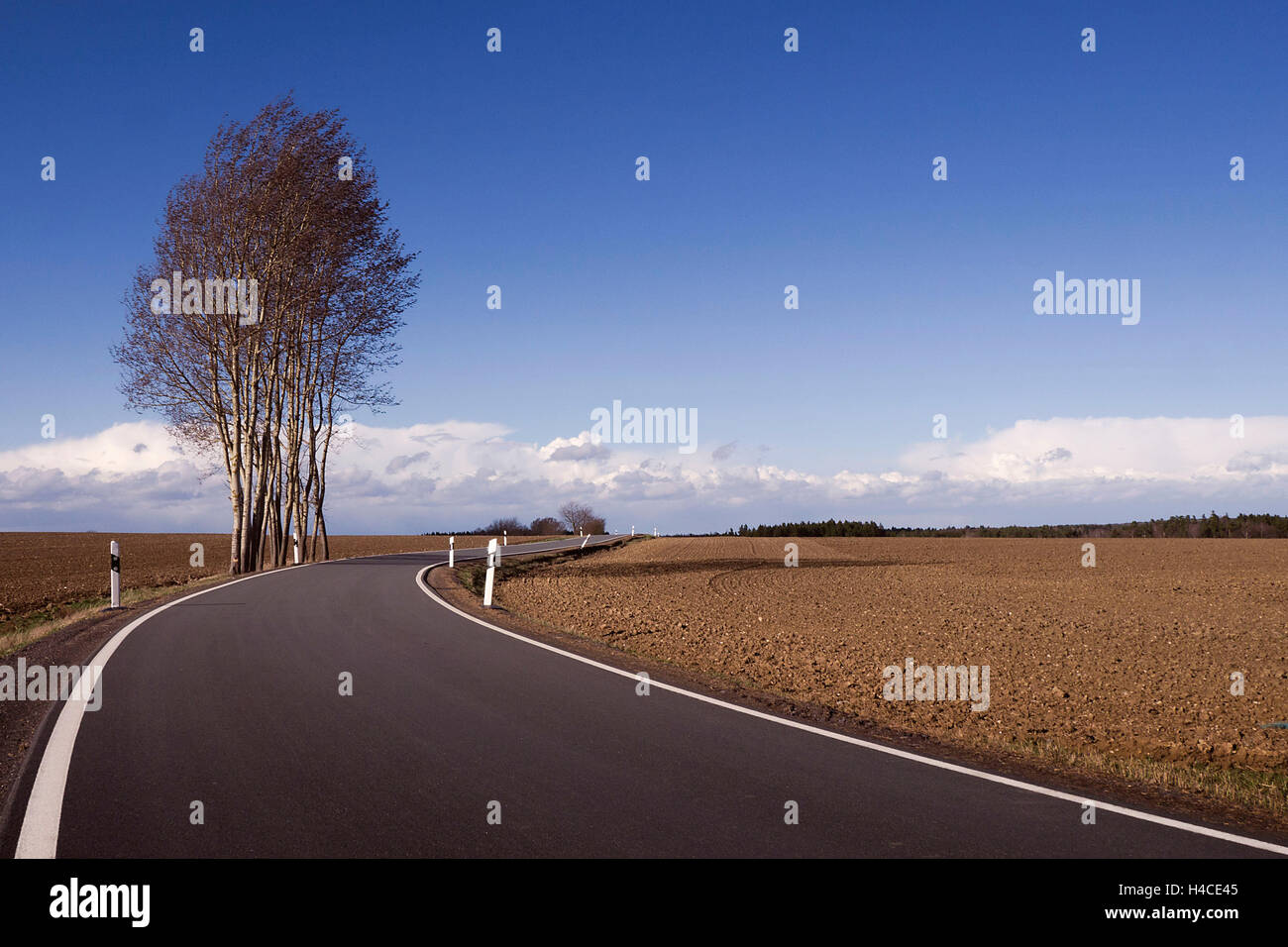 Country road, group of trees in a bend, bald field Stock Photo - Alamy