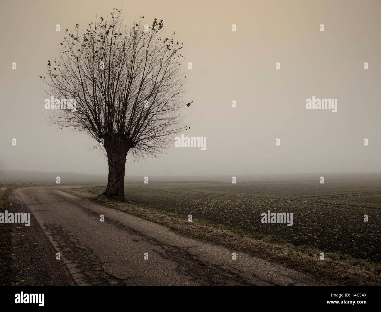 Grey fog single tree hi-res stock photography and images - Alamy