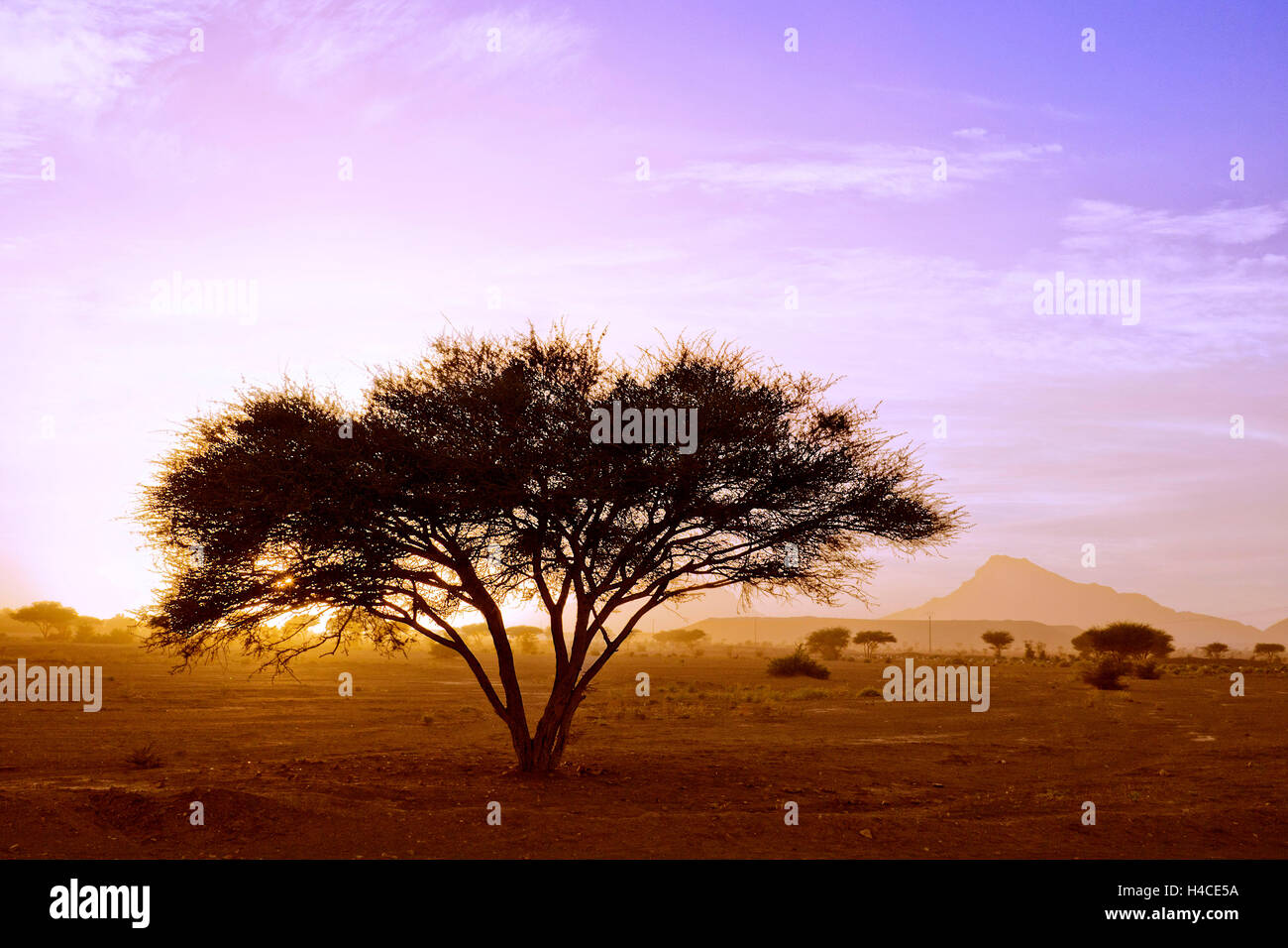 Dried tree silhouette hi-res stock photography and images - Alamy