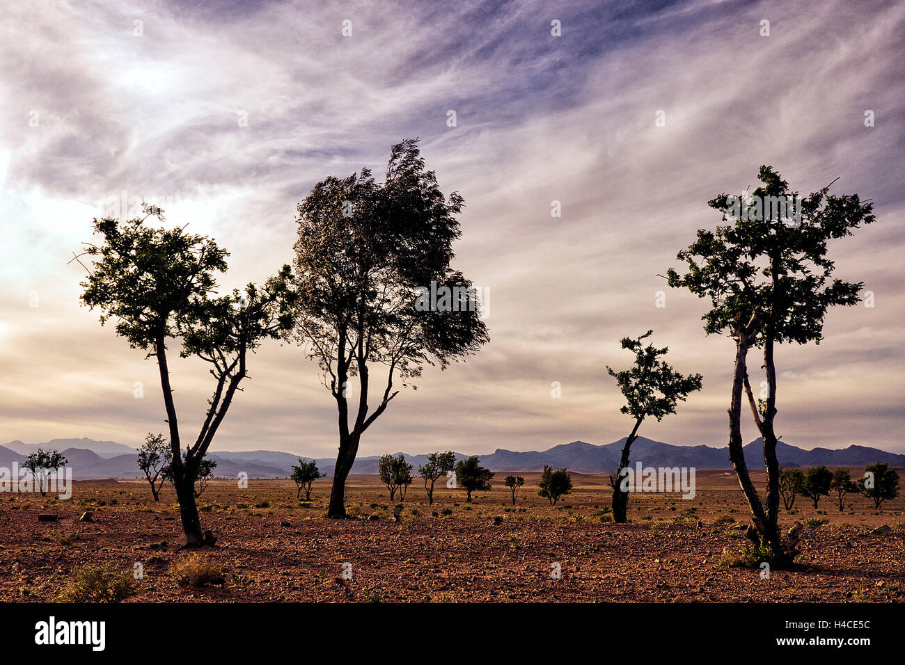 Trees on a Plateau in the Atlas Mountains. Wild cloud formations Stock ...