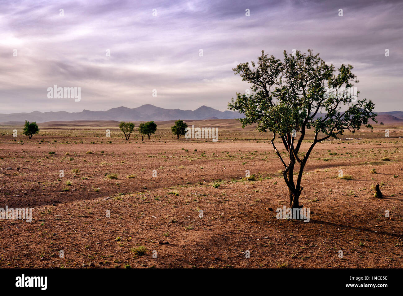 Trees on a Plateau in the Atlas Mountains Stock Photo - Alamy