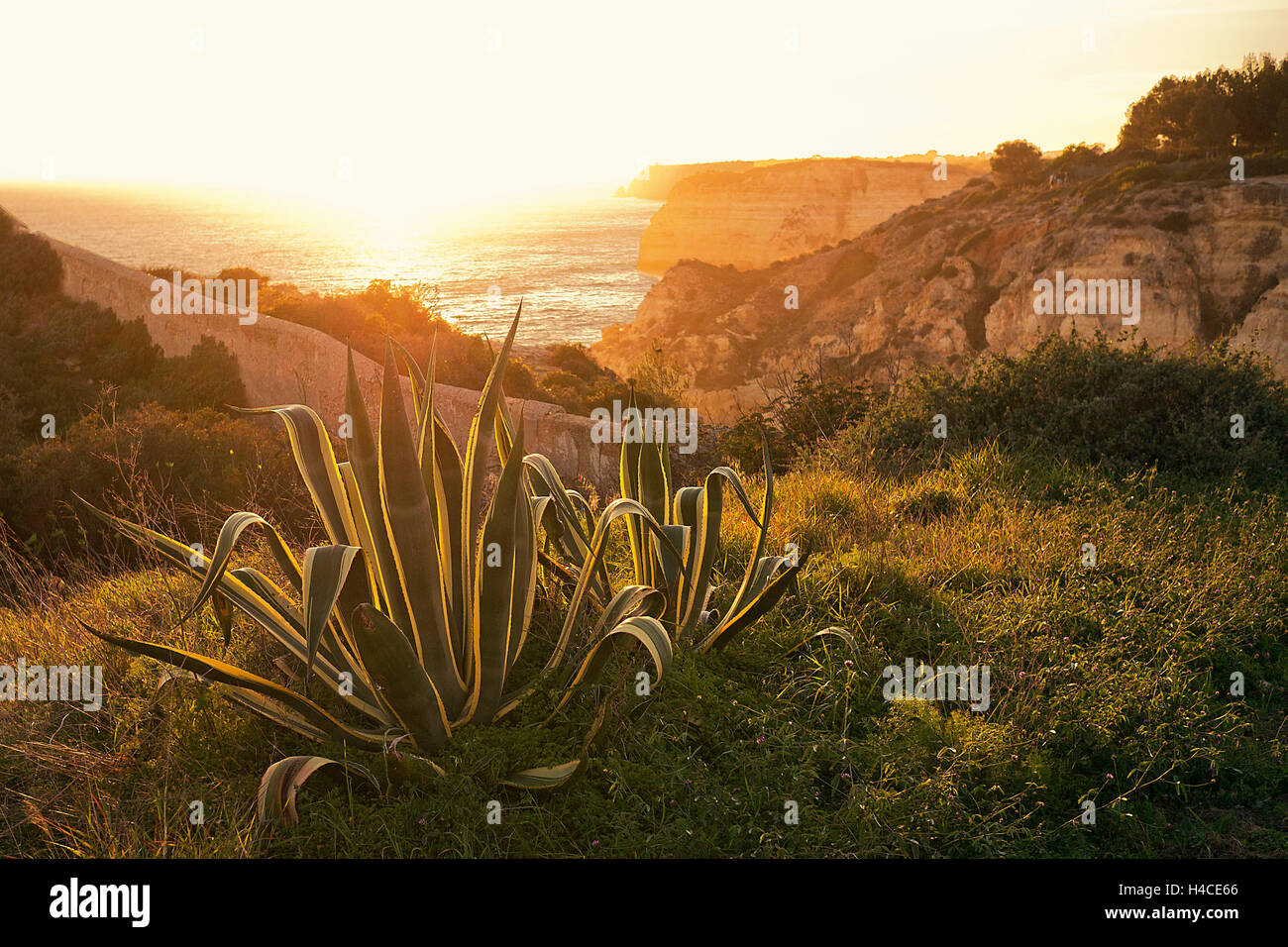 Agave in the sundown in the Algarve in Portugal Stock Photo - Alamy