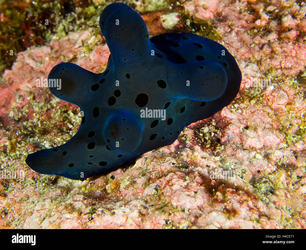 Underwater picture of Velvet Snail (Coriocella hibyae Stock Photo - Alamy