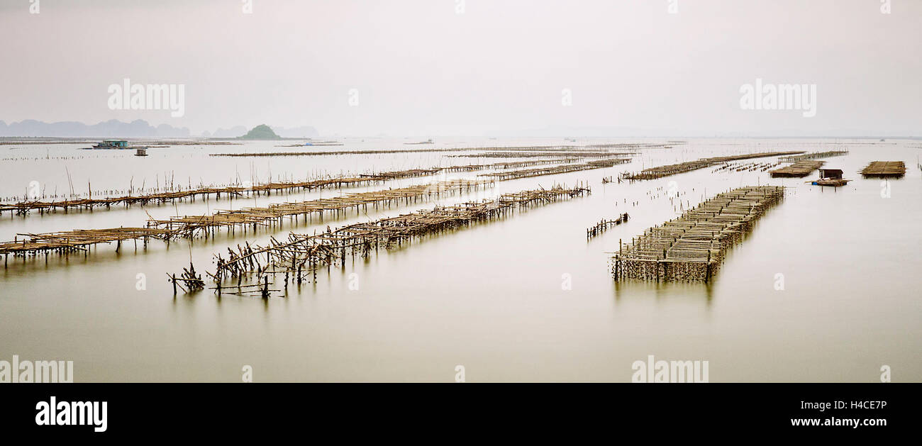 Mussel benches and swimming village in the Halong bay, Vietnam Stock ...