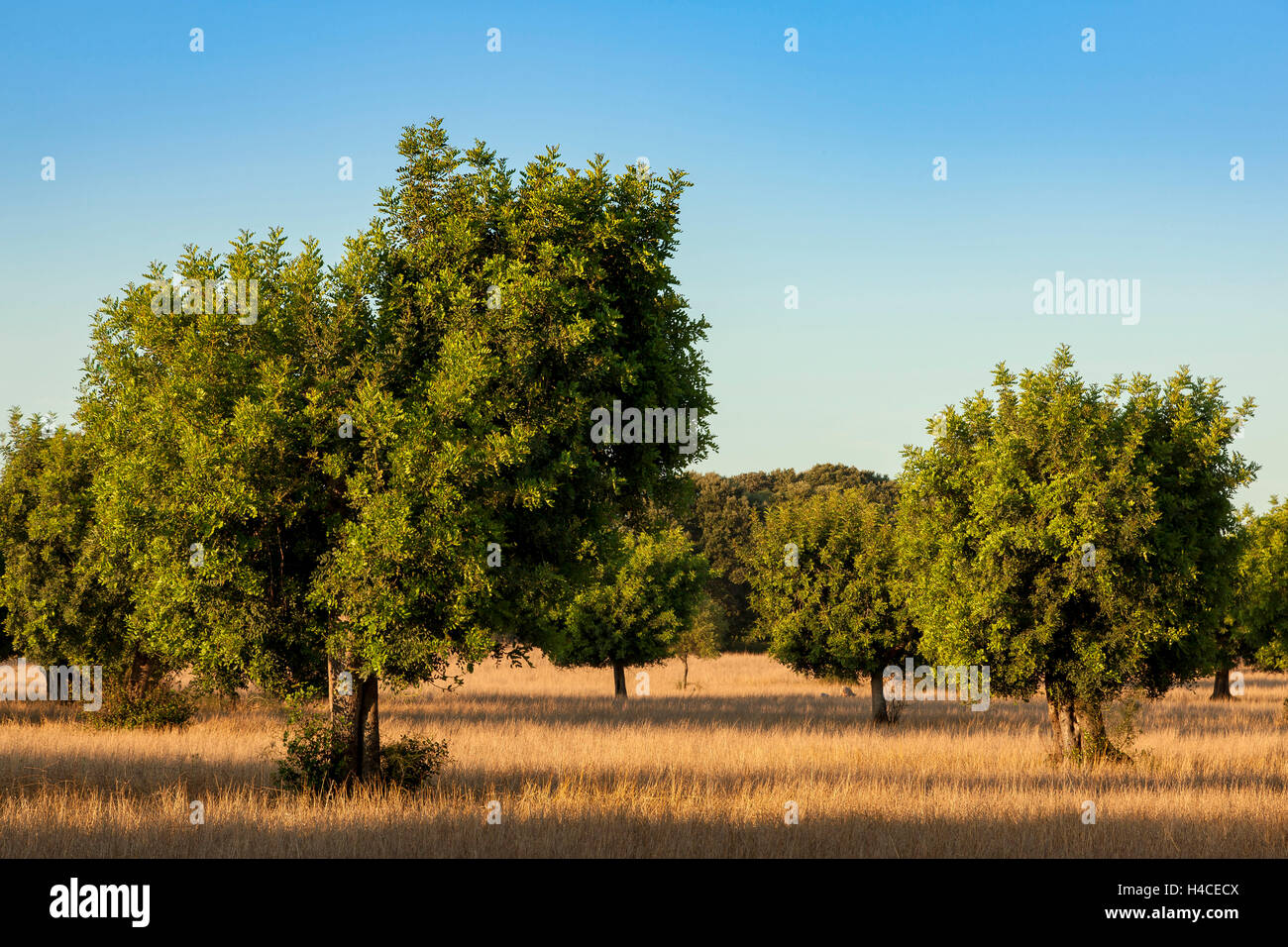 Stock trees close Inca, central Majorca, island Majorca, the Balearic ...