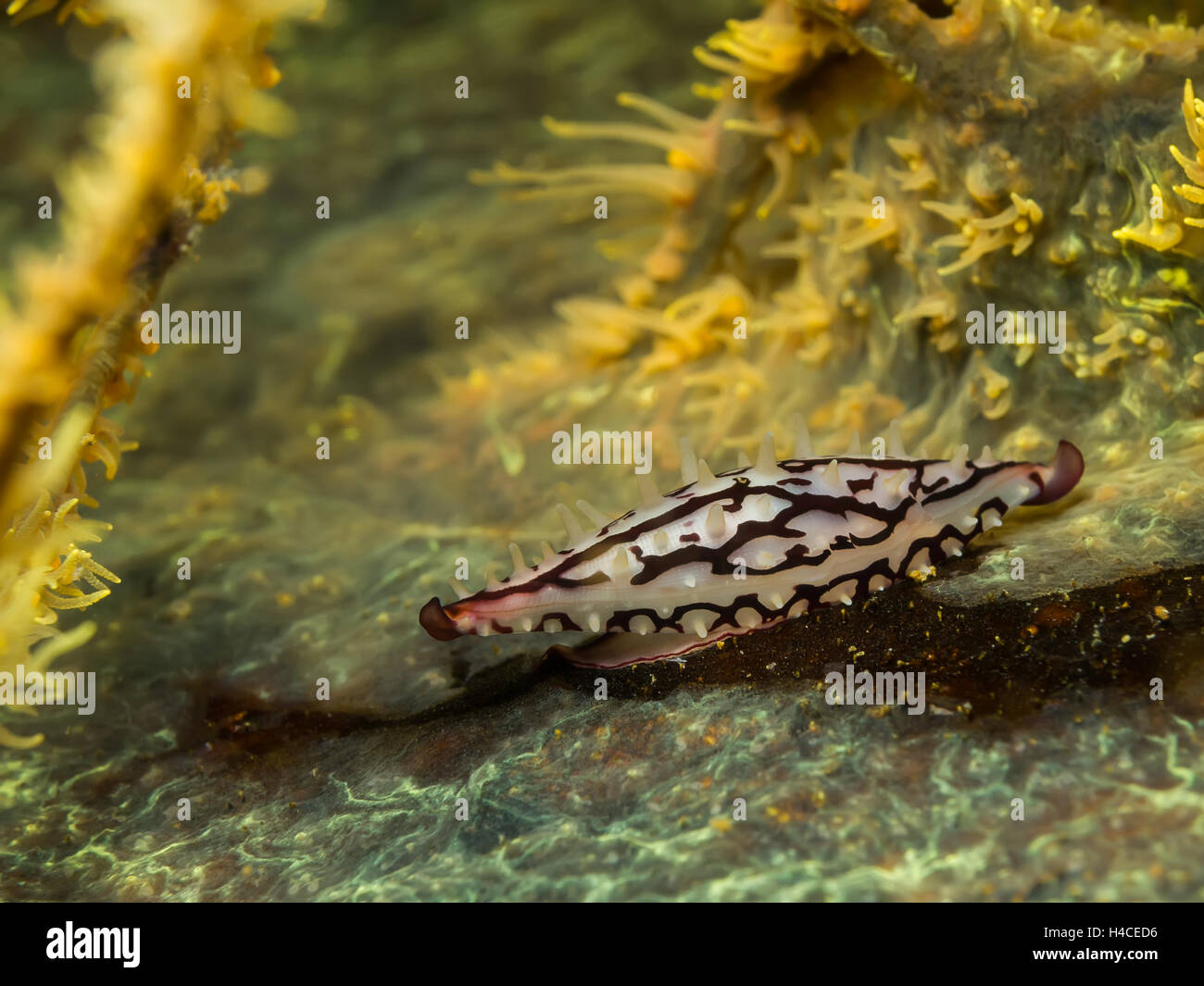 Underwater picture of False Cowries in Thai Gulf Stock Photo - Alamy