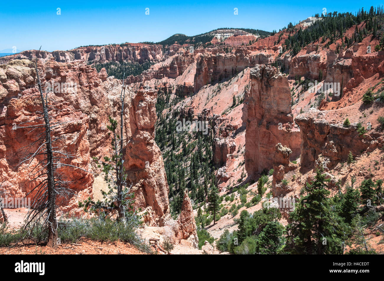 Black Birch Canyon in Bryce Canyon National Park, Utah Stock Photo - Alamy