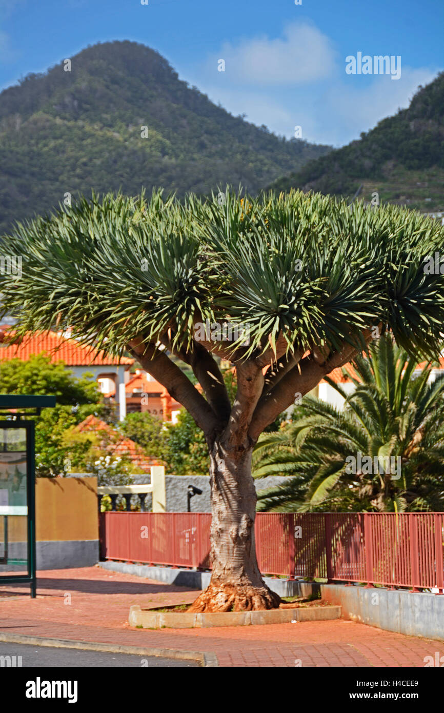 Madeira, dragon tree in Manchico Stock Photo - Alamy