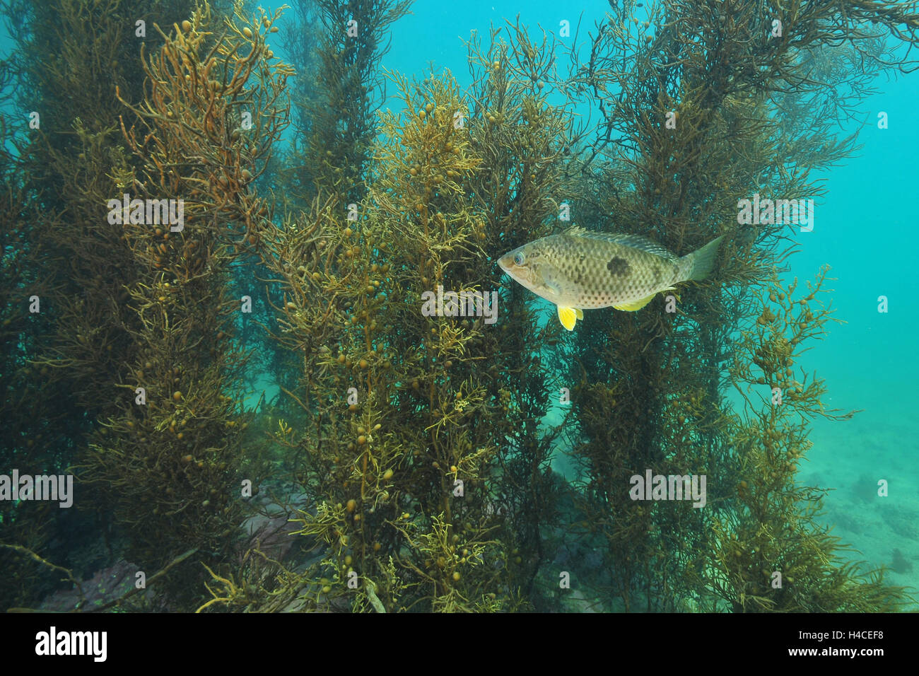 Spotty wrasse in brown sea weeds Stock Photo - Alamy