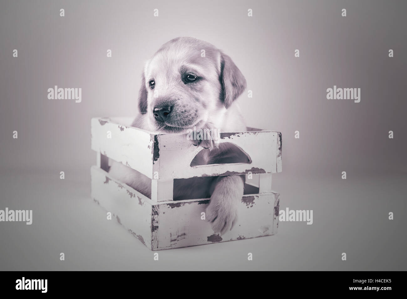 Dog in a box hi-res stock photography and images - Alamy