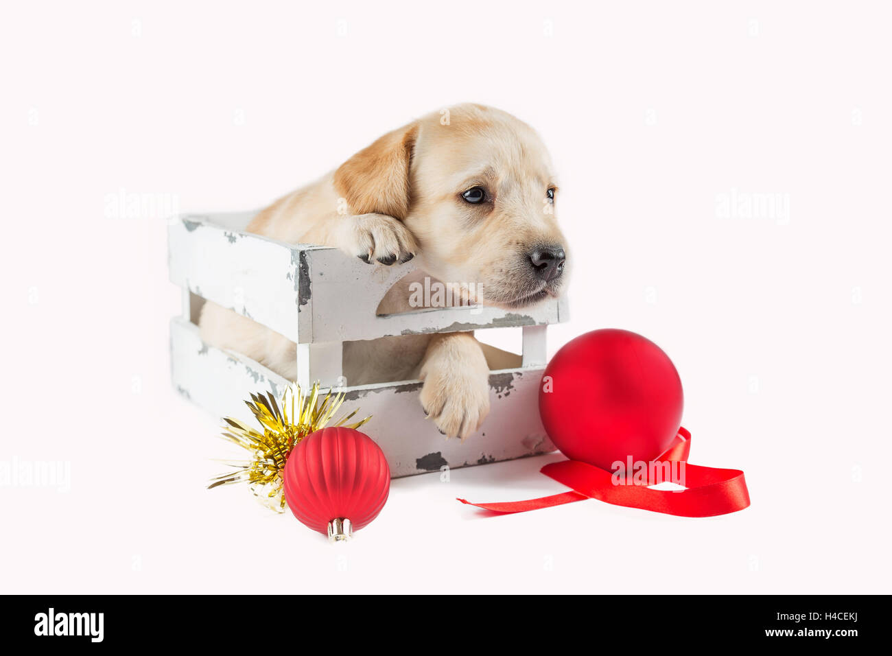 Young dog in box hi-res stock photography and images - Alamy