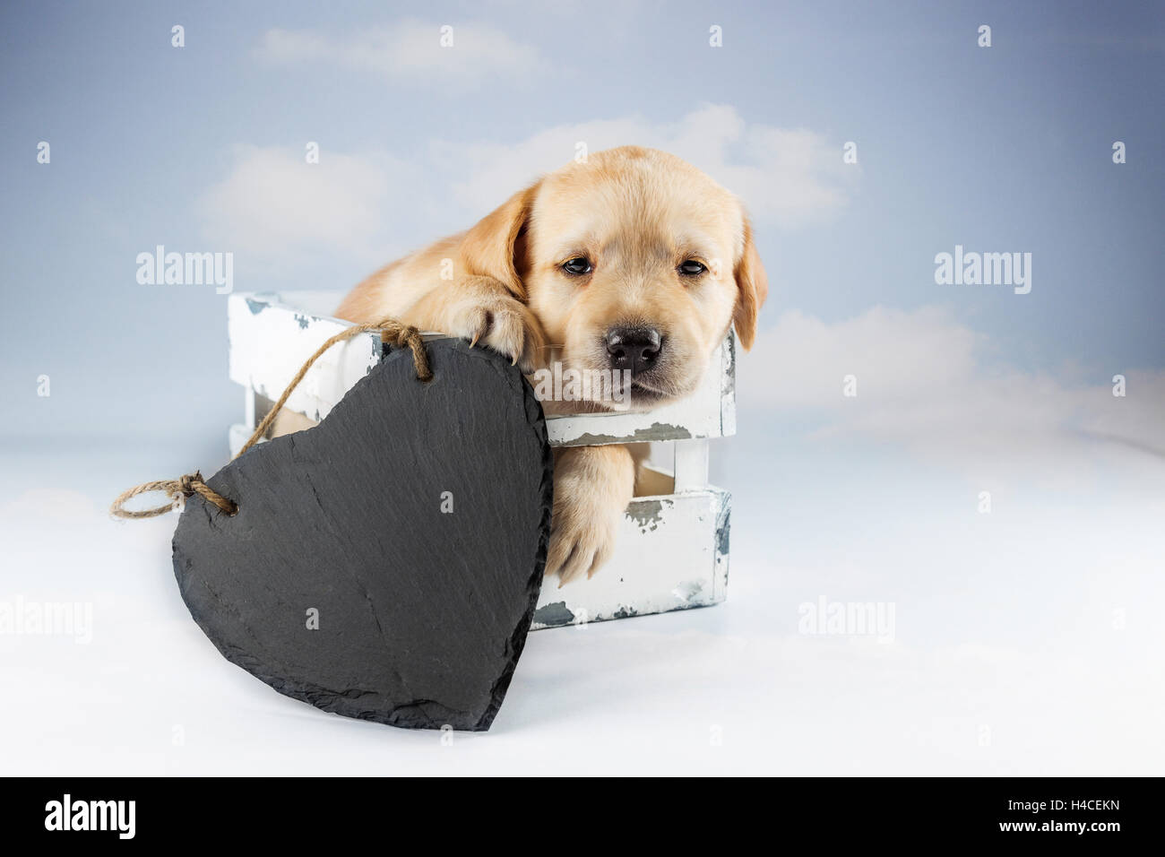 Young dog in box hi-res stock photography and images - Alamy