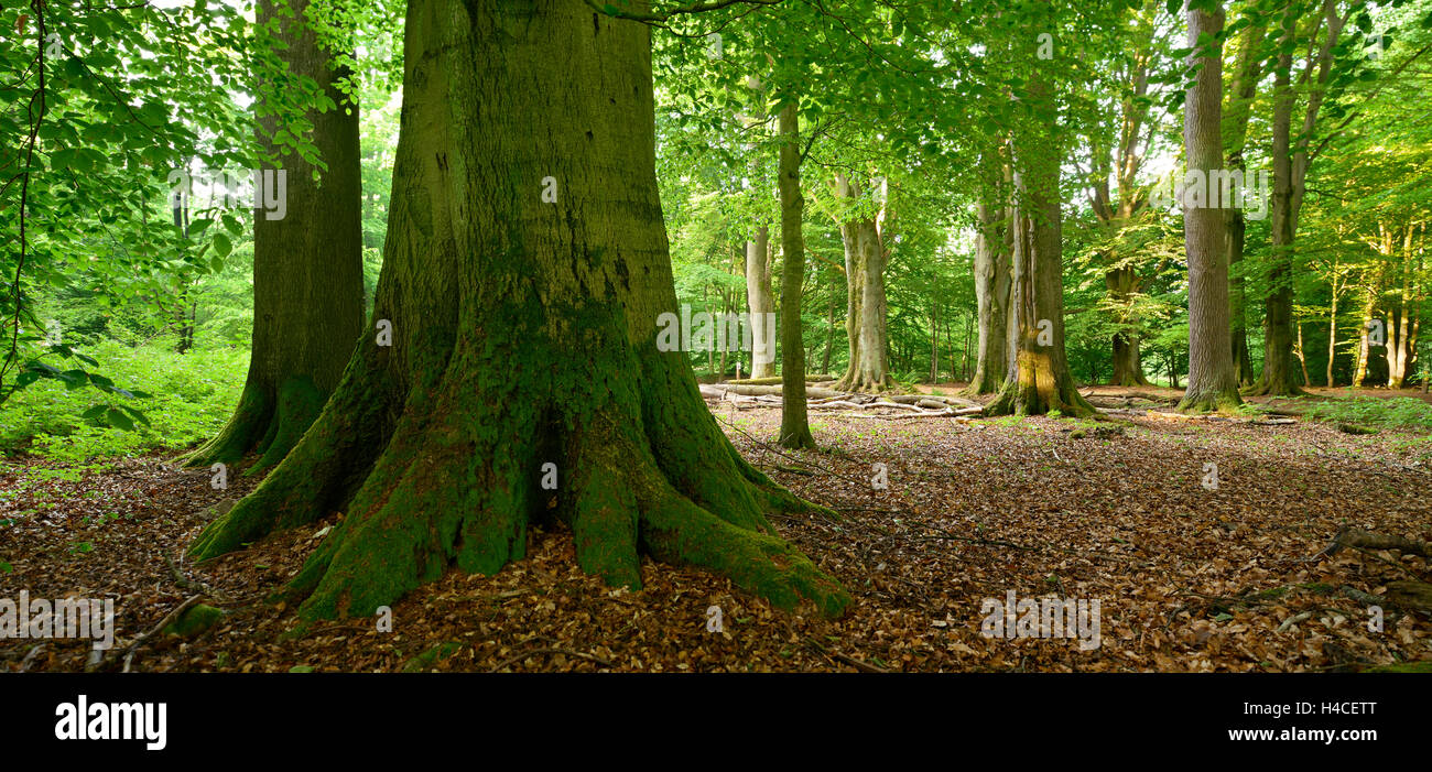 Copper beech tree roots hi-res stock photography and images - Alamy