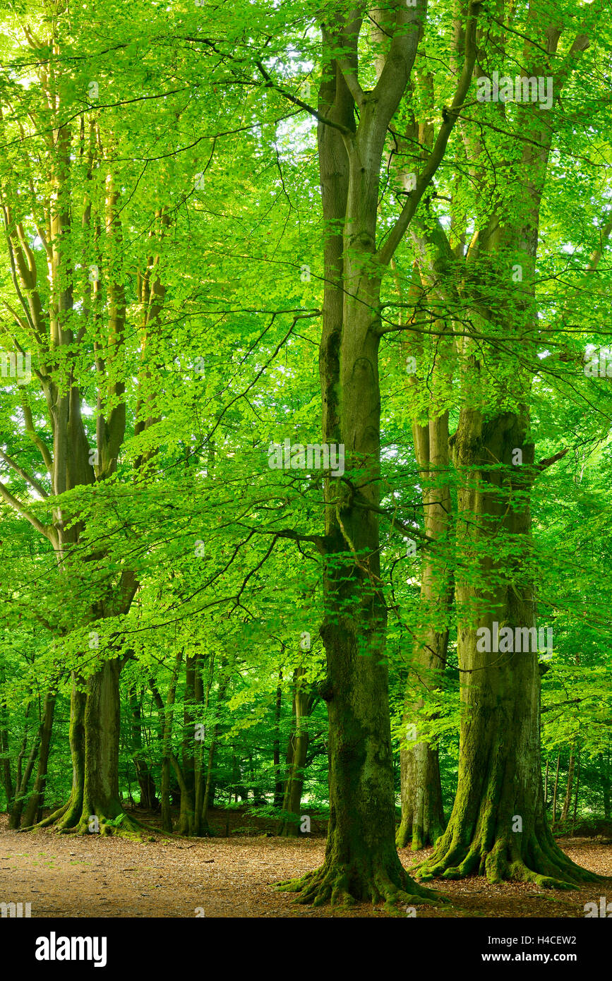 Old gigantic beeches in a former wood pasture (pastoral forest ...