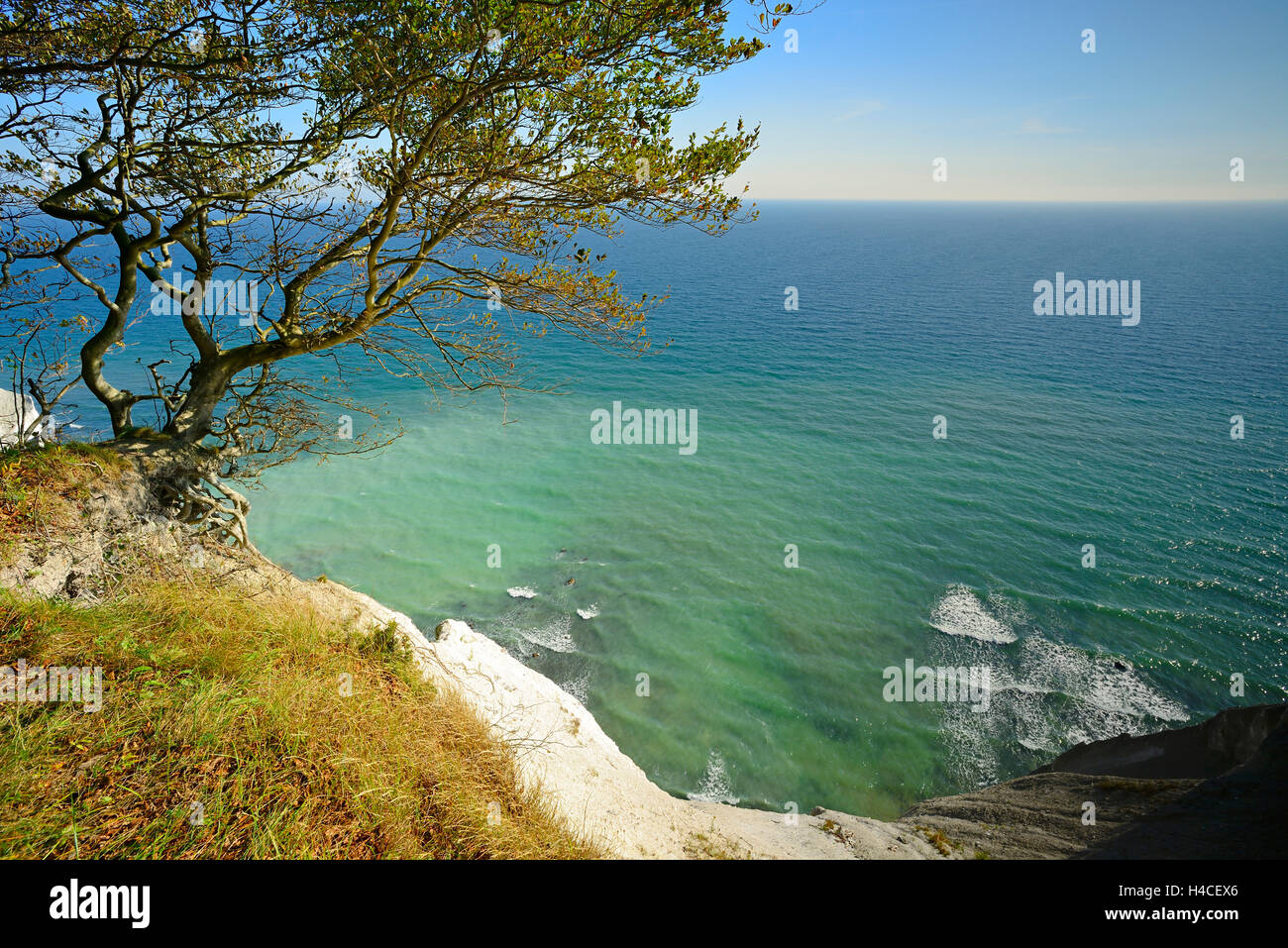 Denmark, island M°n, The chalk rocks of M°ns Klint, beech at the ...