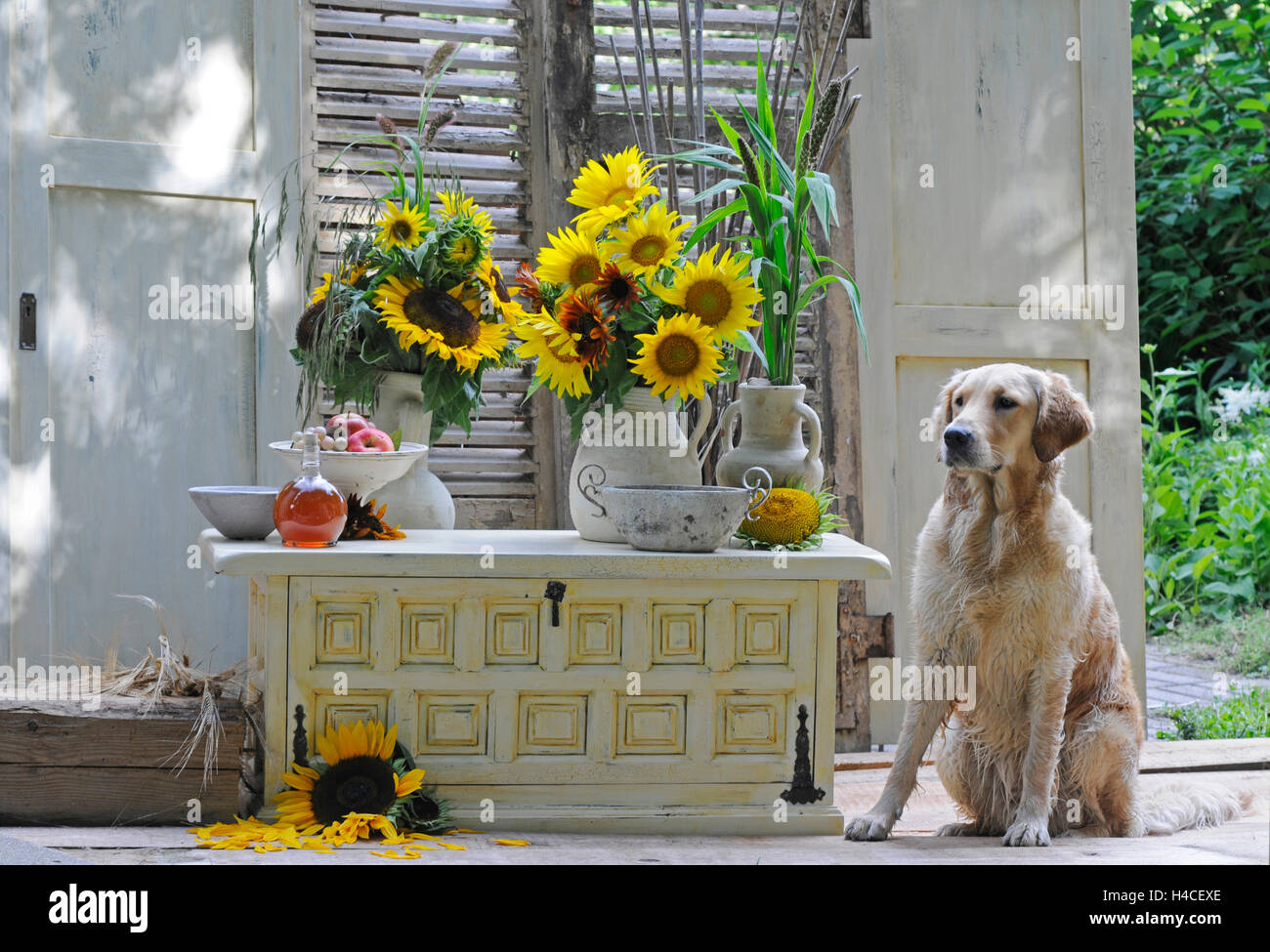 Sunflower arrangement in country style with Golden retriever Stock ...
