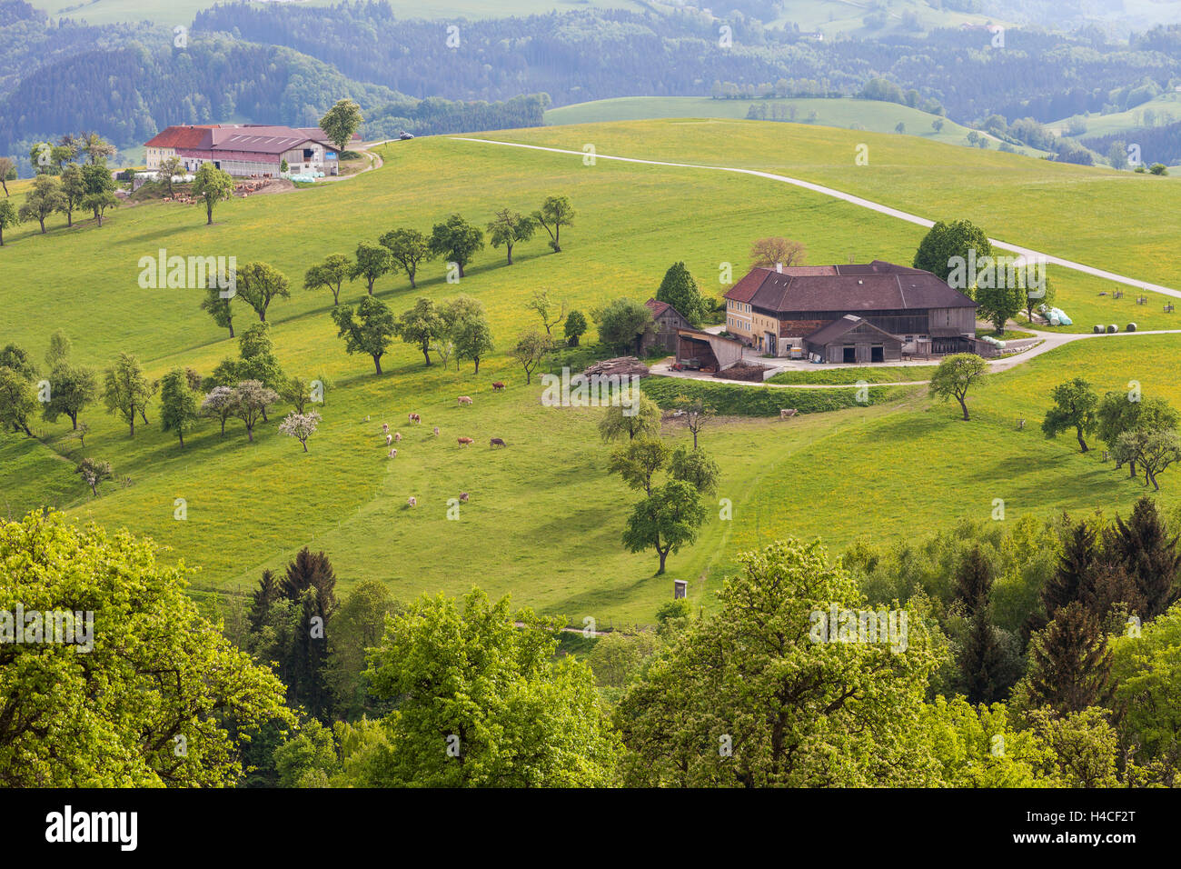 Rolling landscape with farms in the Mostviertel, near Waidhofen at the ...
