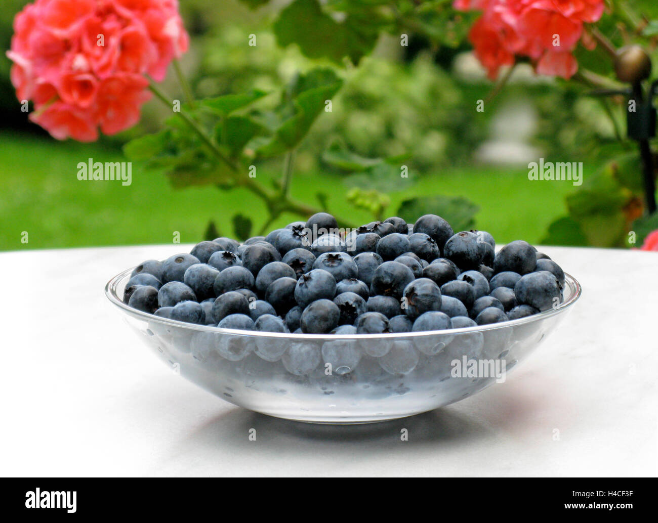 Fruit bowl, fresh bilberries, also known as blueberries, garden table ...