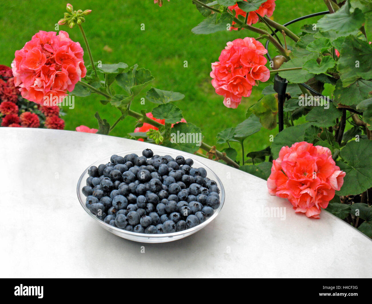 Fruit bowl, fresh bilberries, also known as blueberries, garden table ...