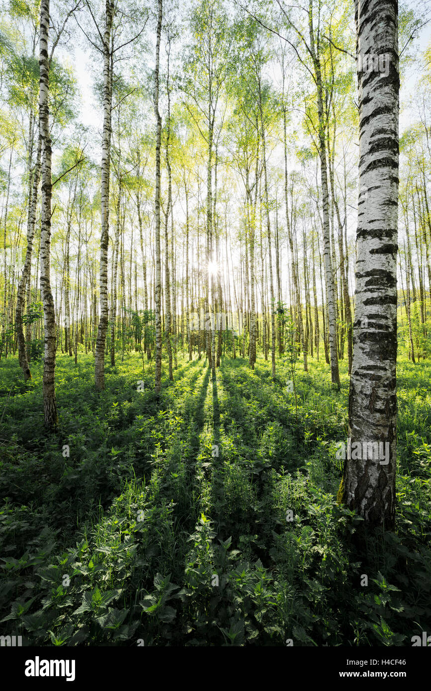 Birch forest hi-res stock photography and images - Alamy