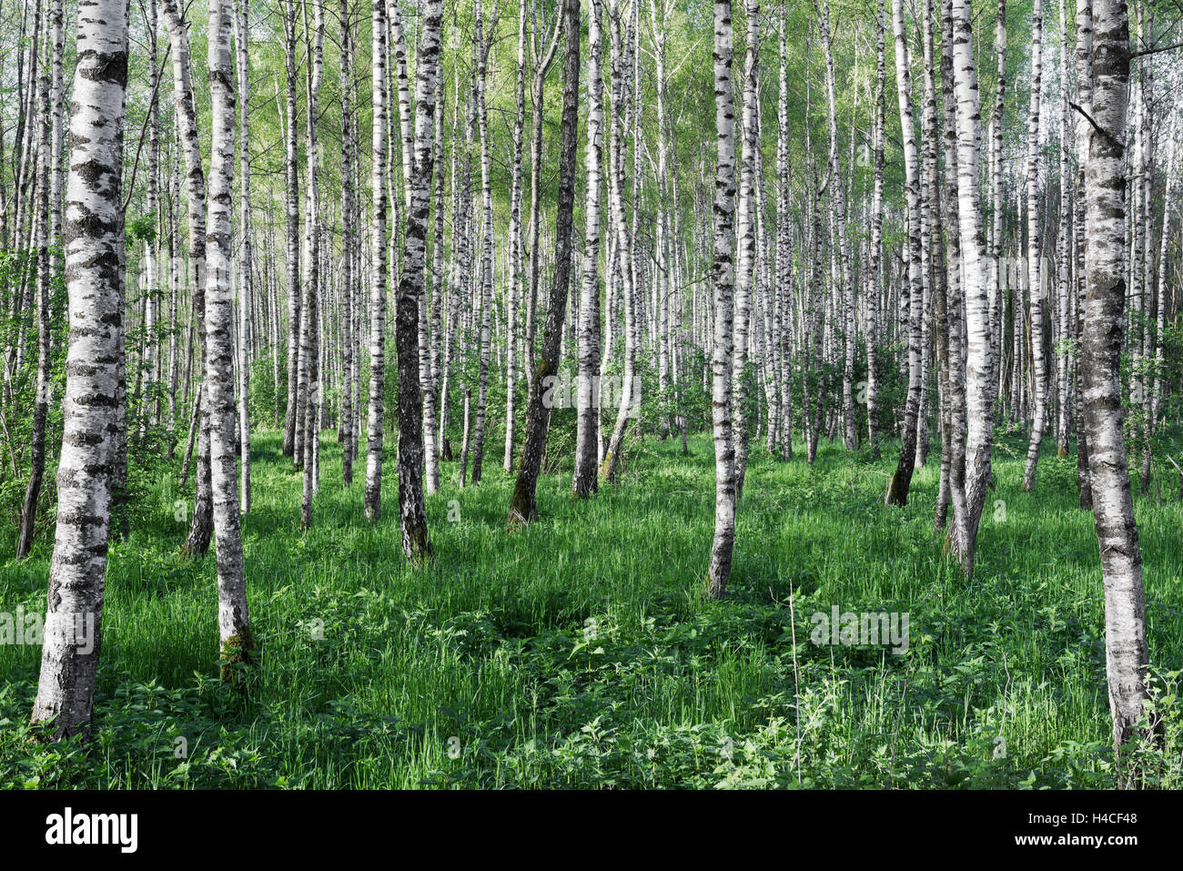 Birch forest hi-res stock photography and images - Alamy