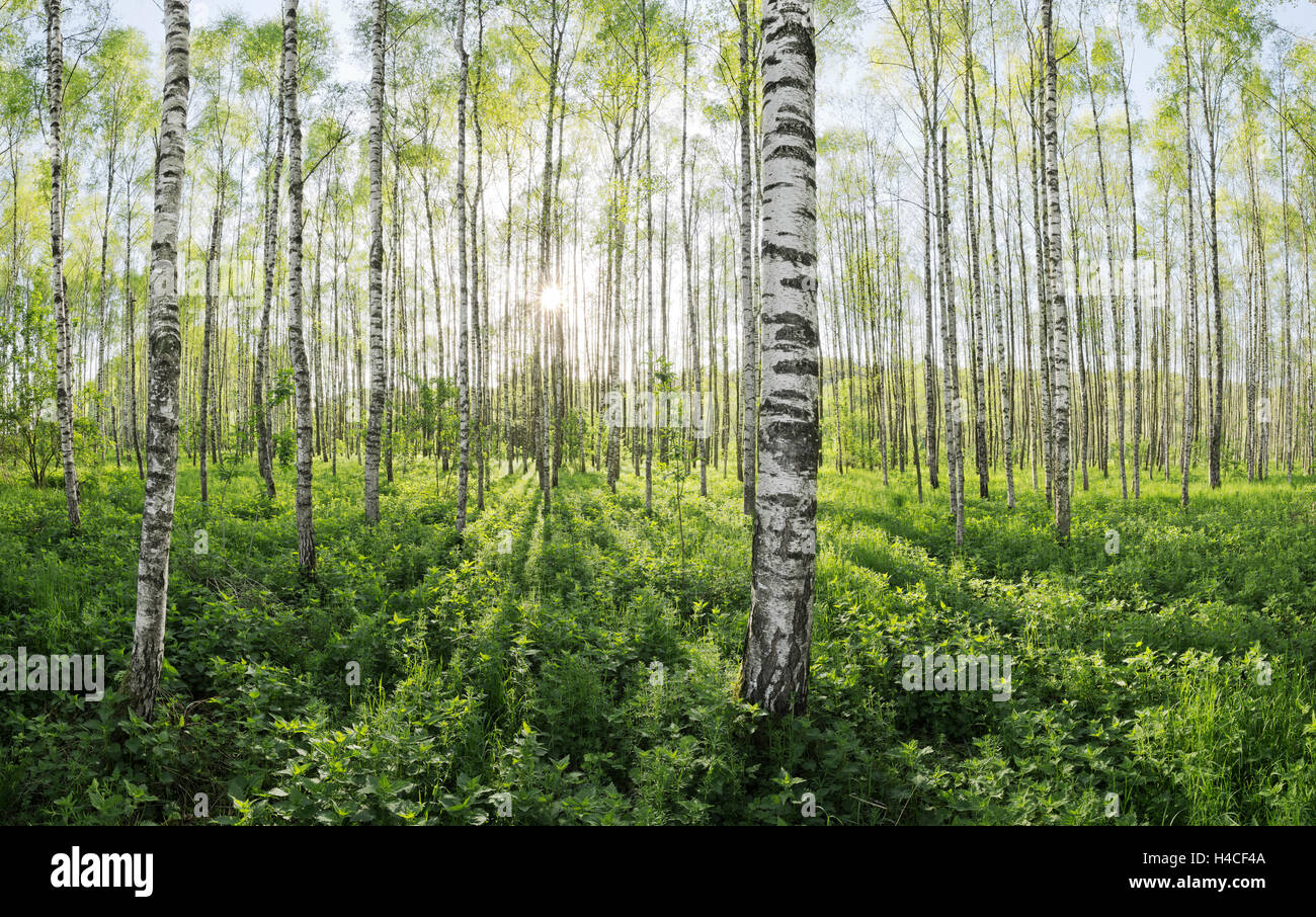 Birch forest hi-res stock photography and images - Alamy