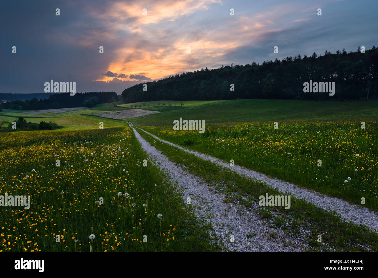 Germany, Bavaria, Augsburg, Western Woods Nature Park, country, rural ...