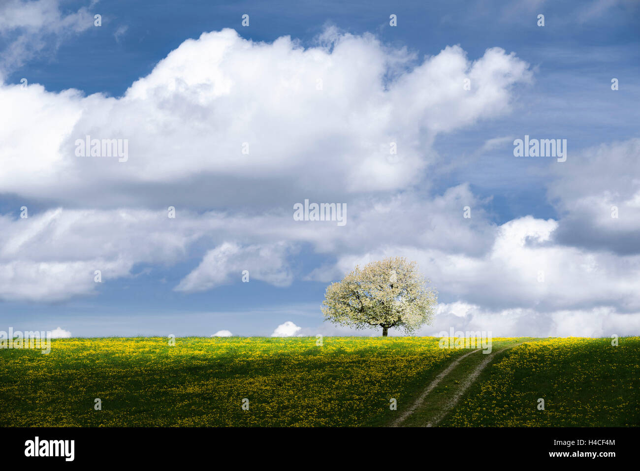 Germany, Bavaria, Augsburg, Western Woods Nature Park, meadow, spring ...