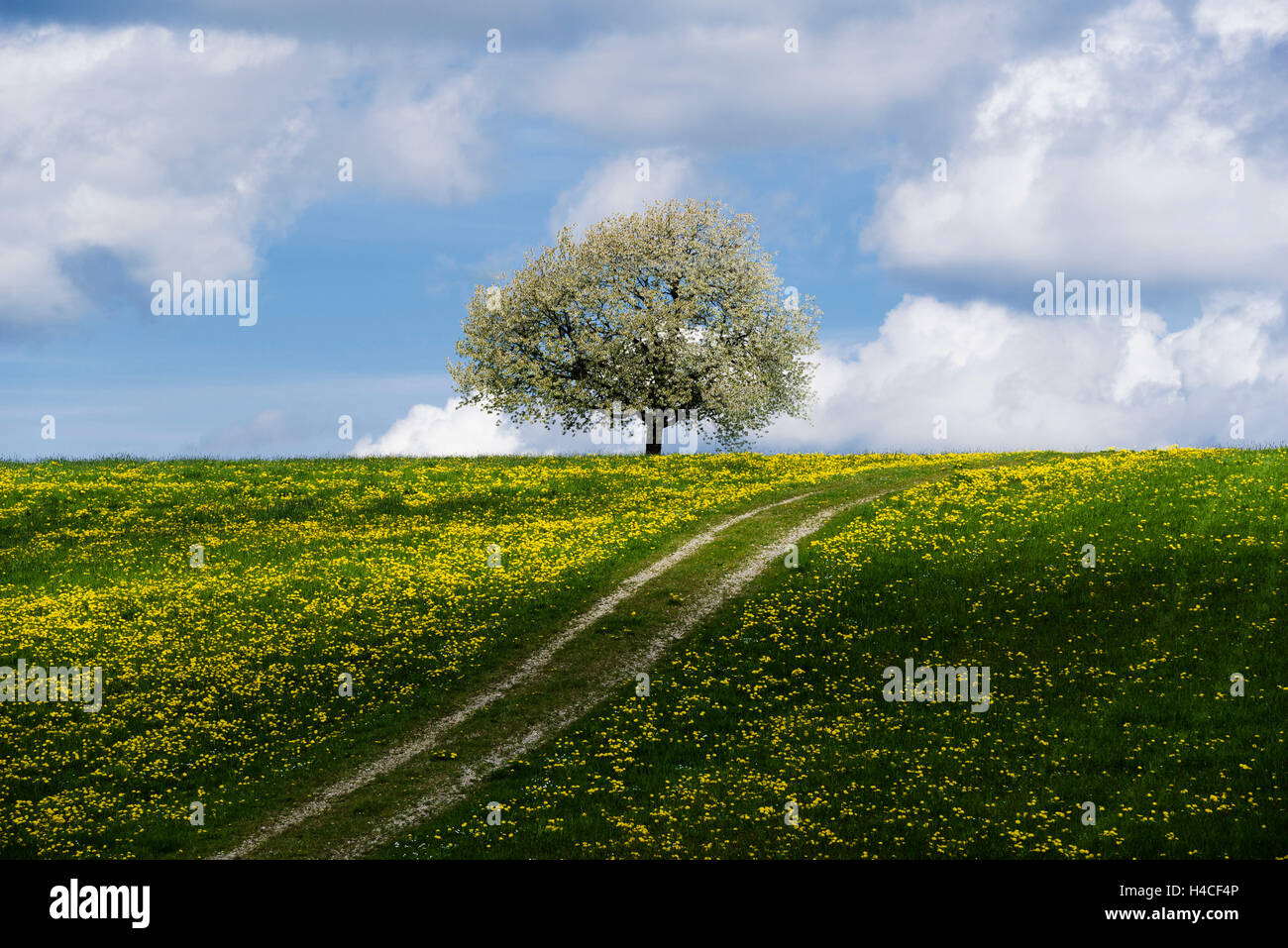Germany, Bavaria, Augsburg, Western Woods Nature Park, meadow, spring ...