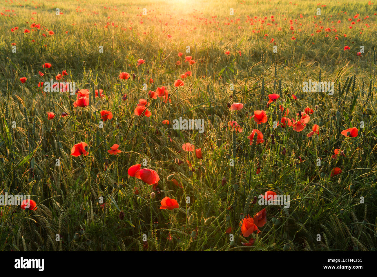 Red poppy germany hi-res stock photography and images - Alamy