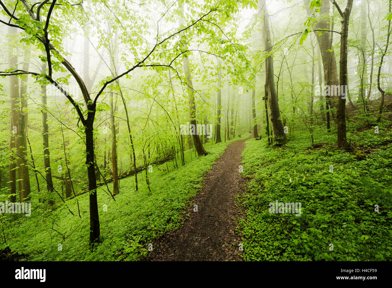 Germany, Bavaria, spring, Augsburg, Western Woods Nature Park, wood ...