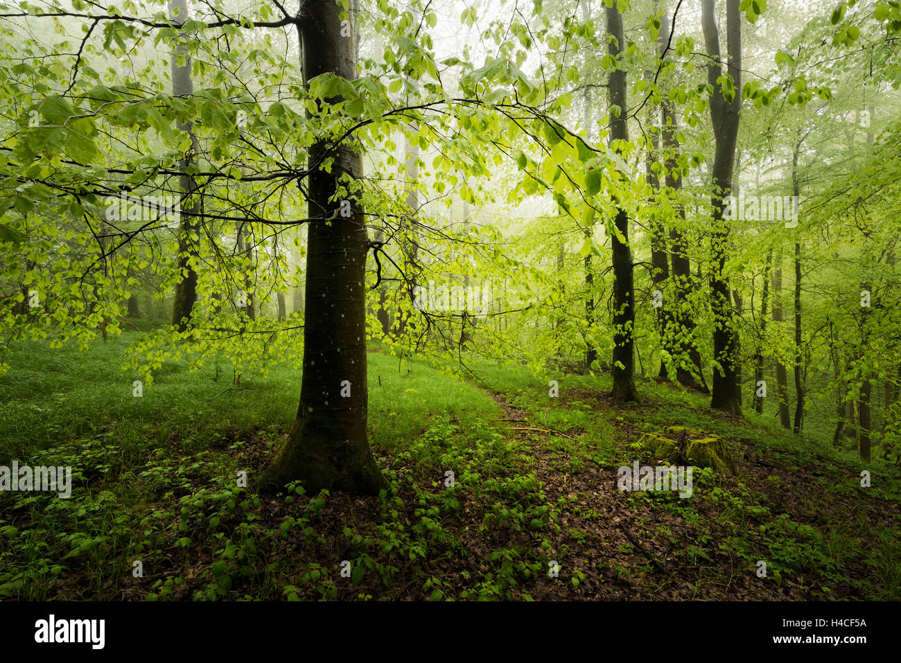 Germany, Bavaria, spring, Augsburg, Western Woods Nature Park, wood ...