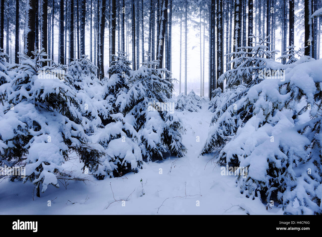Germany, Bavaria, nature reserve, Augsburg, Western Woods Nature Park ...