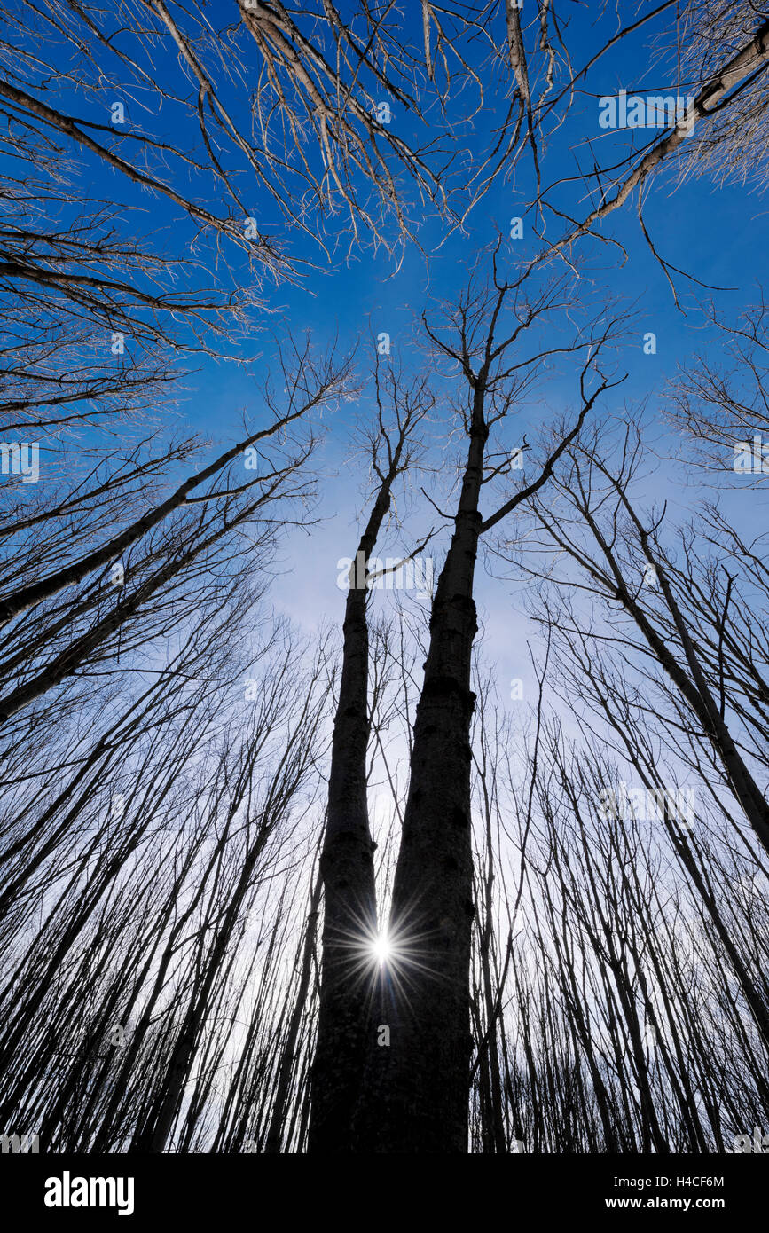 Germany, Bavaria, sun, back light, sun star, rays, perspective, on top ...