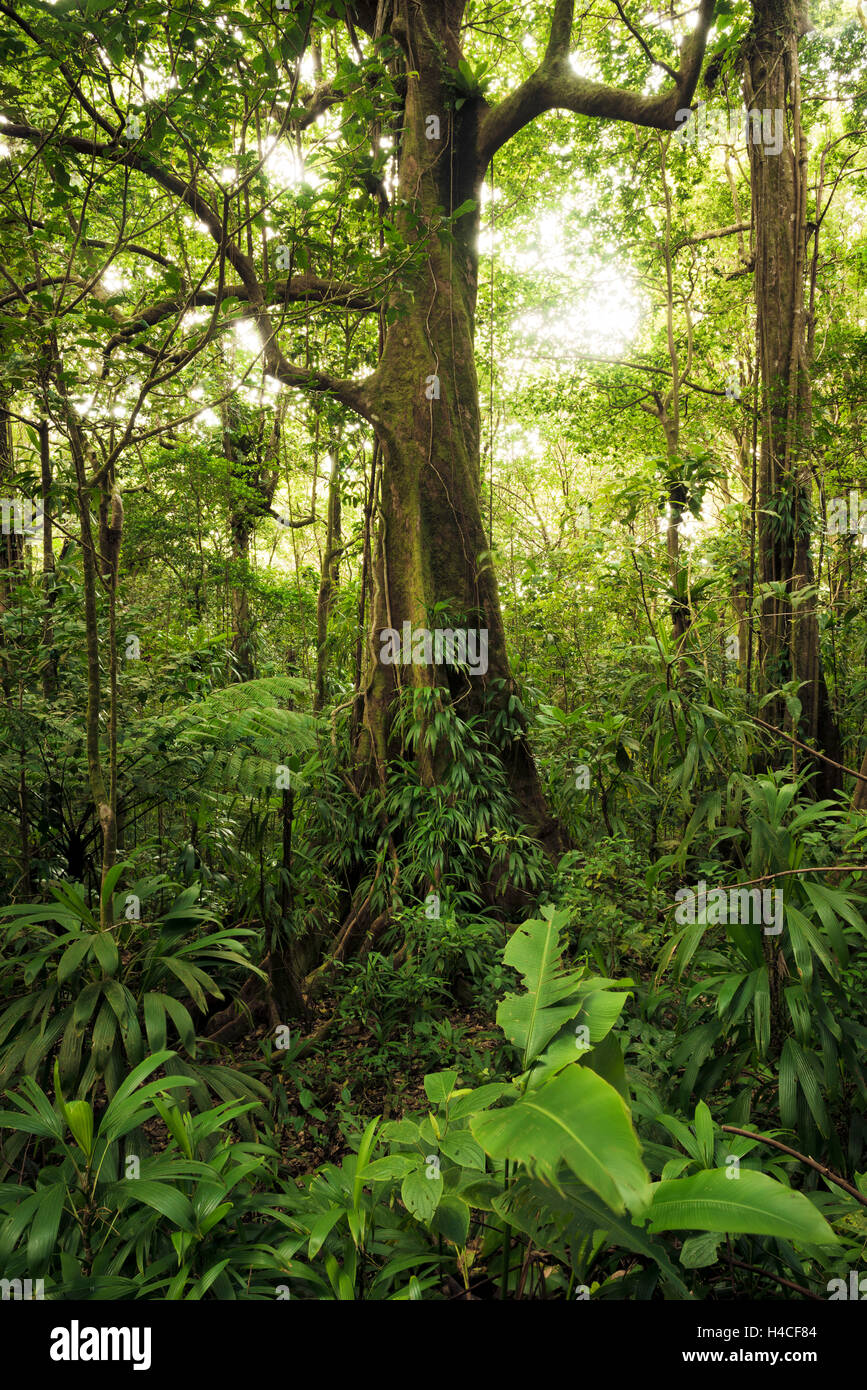 Guadeloupe, France, the Caribbean, rainforest, jungle, tree, leaves ...