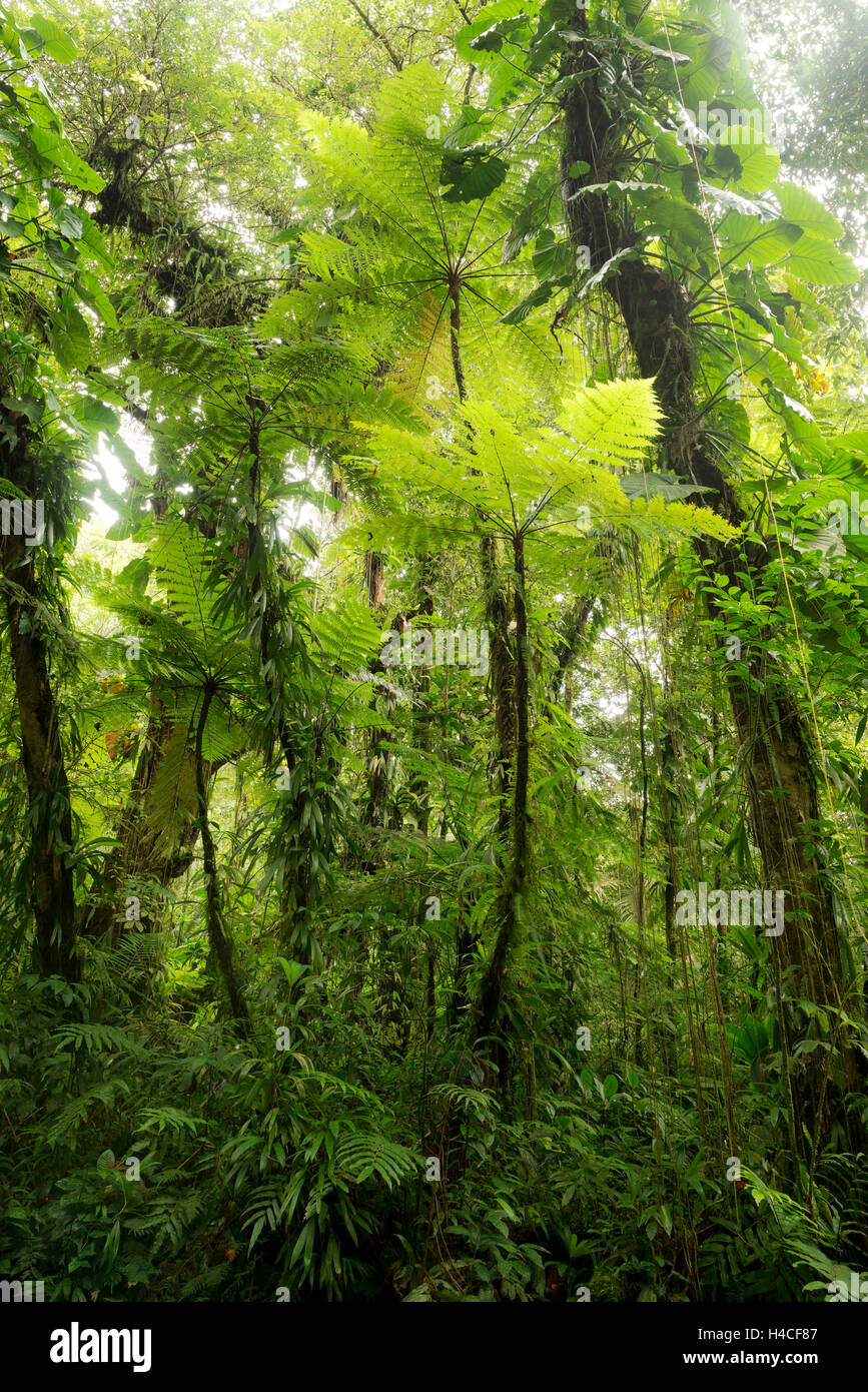 Guadeloupe, the Caribbean, jungle, rainforest, fern, vegetation ...